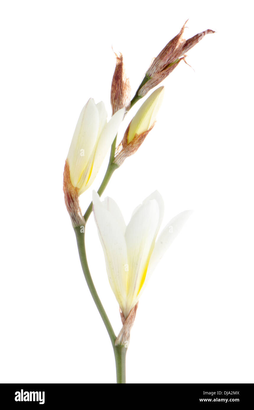 Beautiful white freesia flowers isolated on white background Stock ...