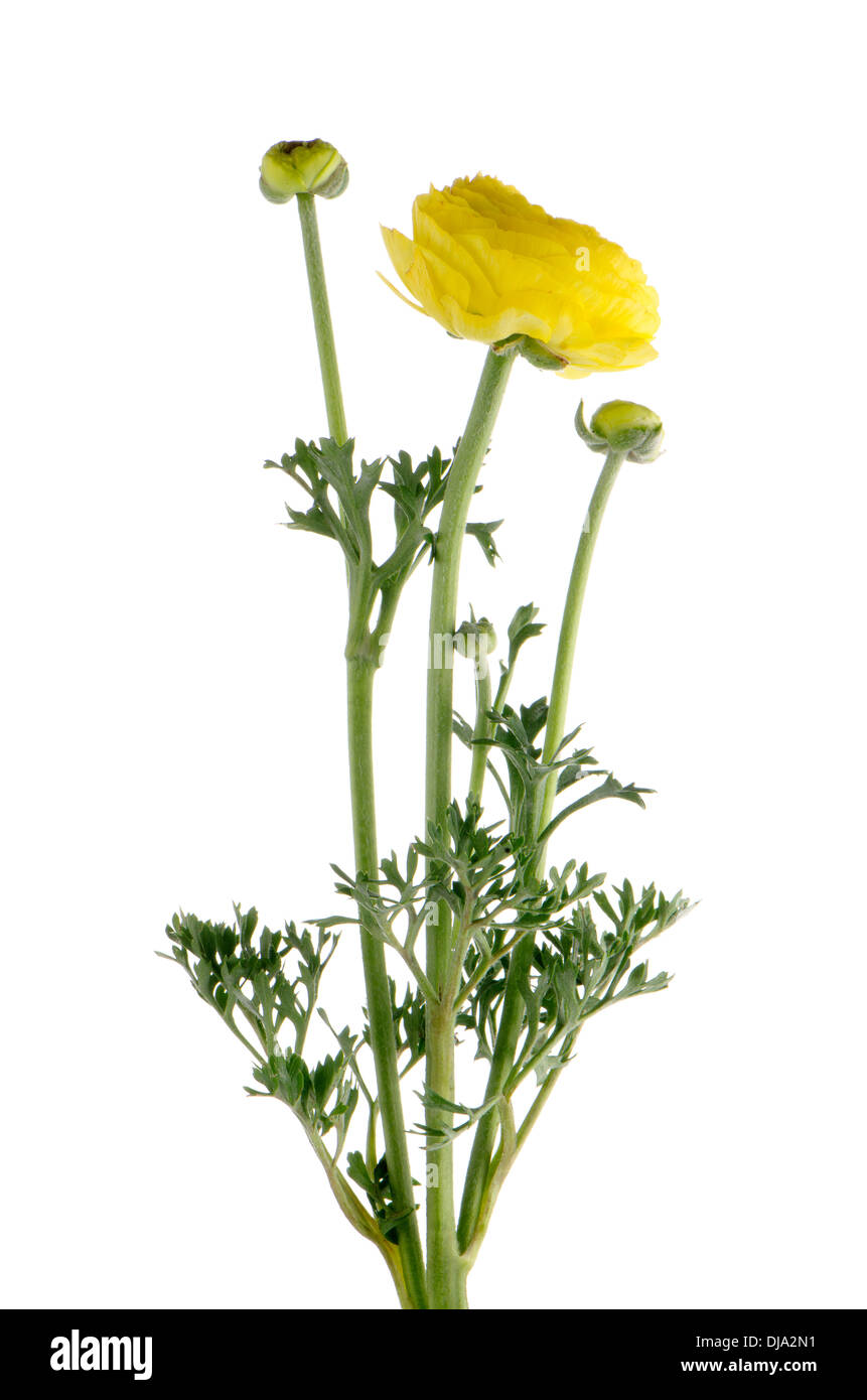 Beautiful yellow eustoma isolated on white background Stock Photo - Alamy