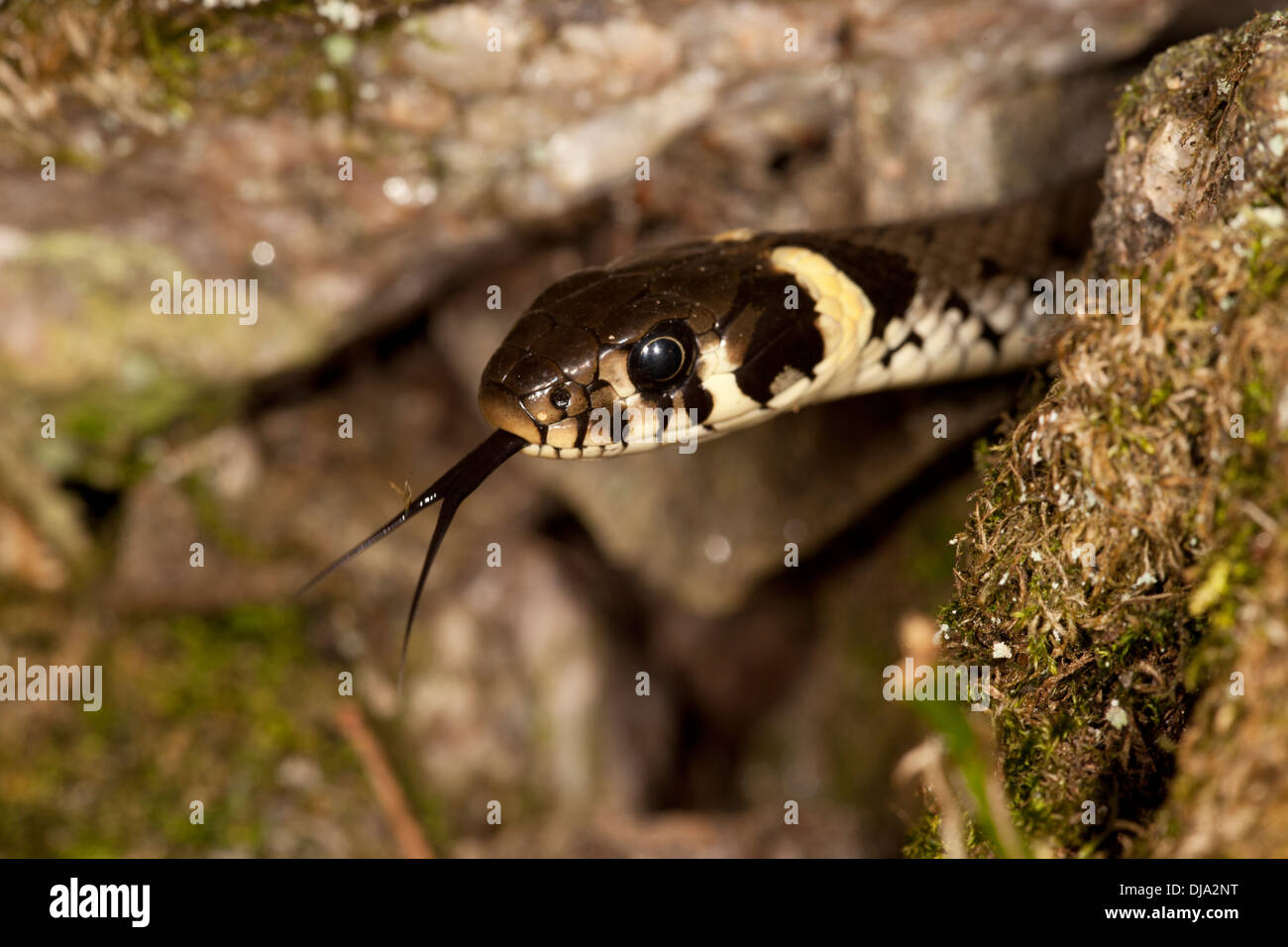 Swedish snake hi-res stock photography and images - Alamy