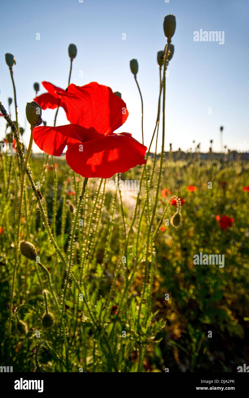 World war ii poppy hi-res stock photography and images - Alamy
