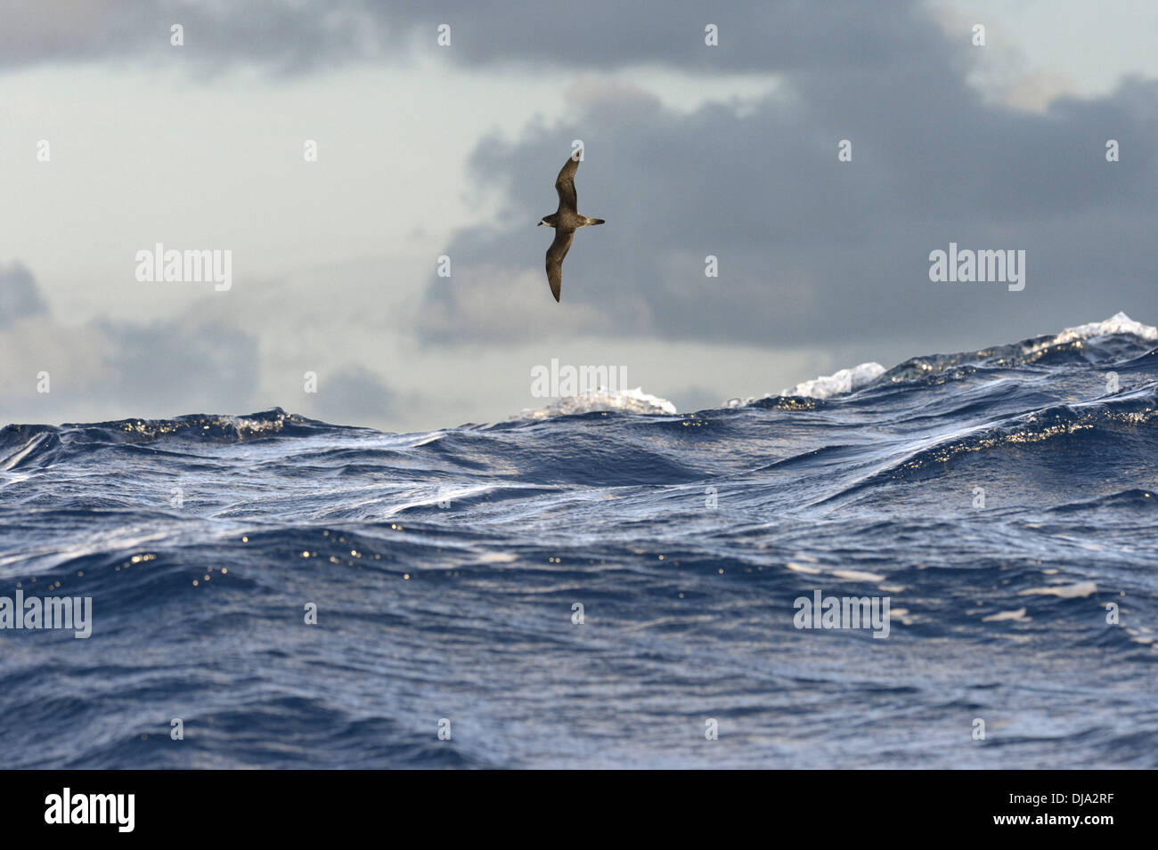 Bermuda Petrel - Pterodroma cahow Stock Photo - Alamy