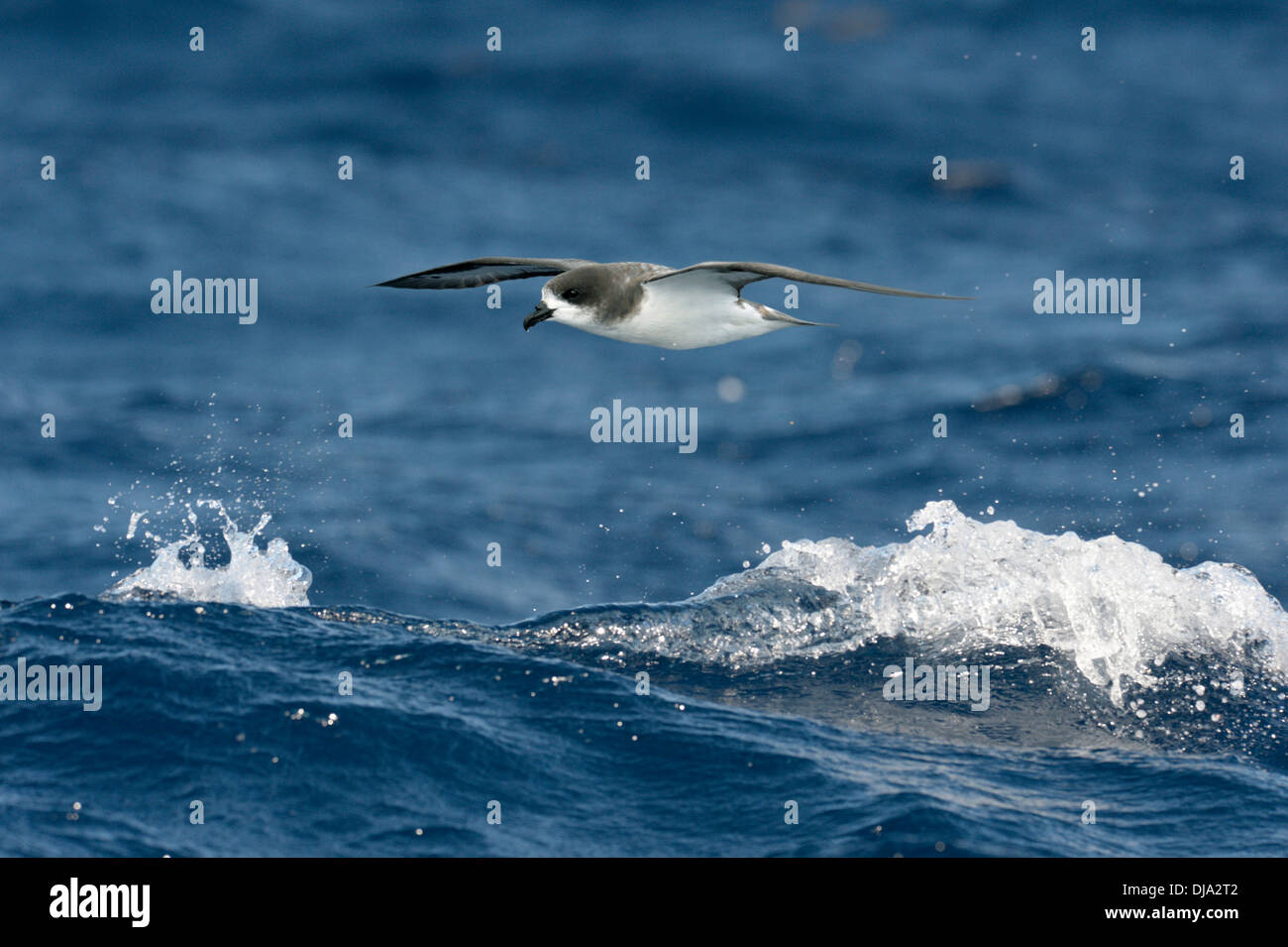 Bermuda petrel hi-res stock photography and images - Alamy