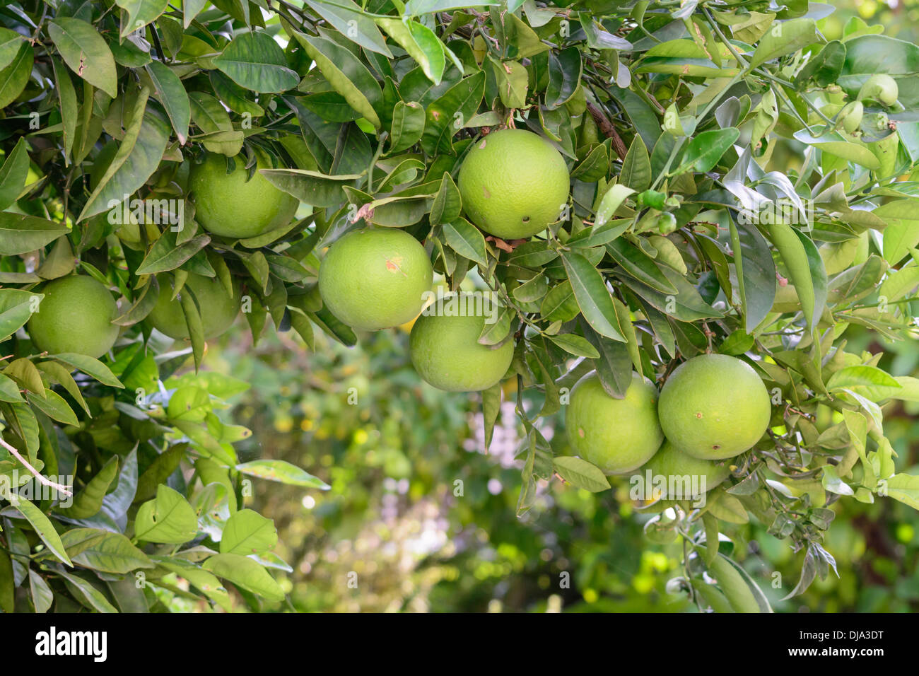 Grapefruits ripening on the tree in October Stock Photo - Alamy