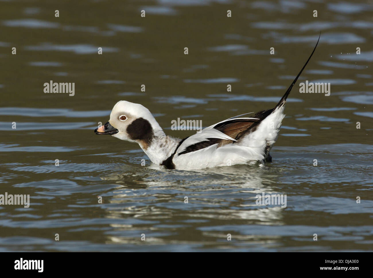 Long tailed duck hi-res stock photography and images - Alamy