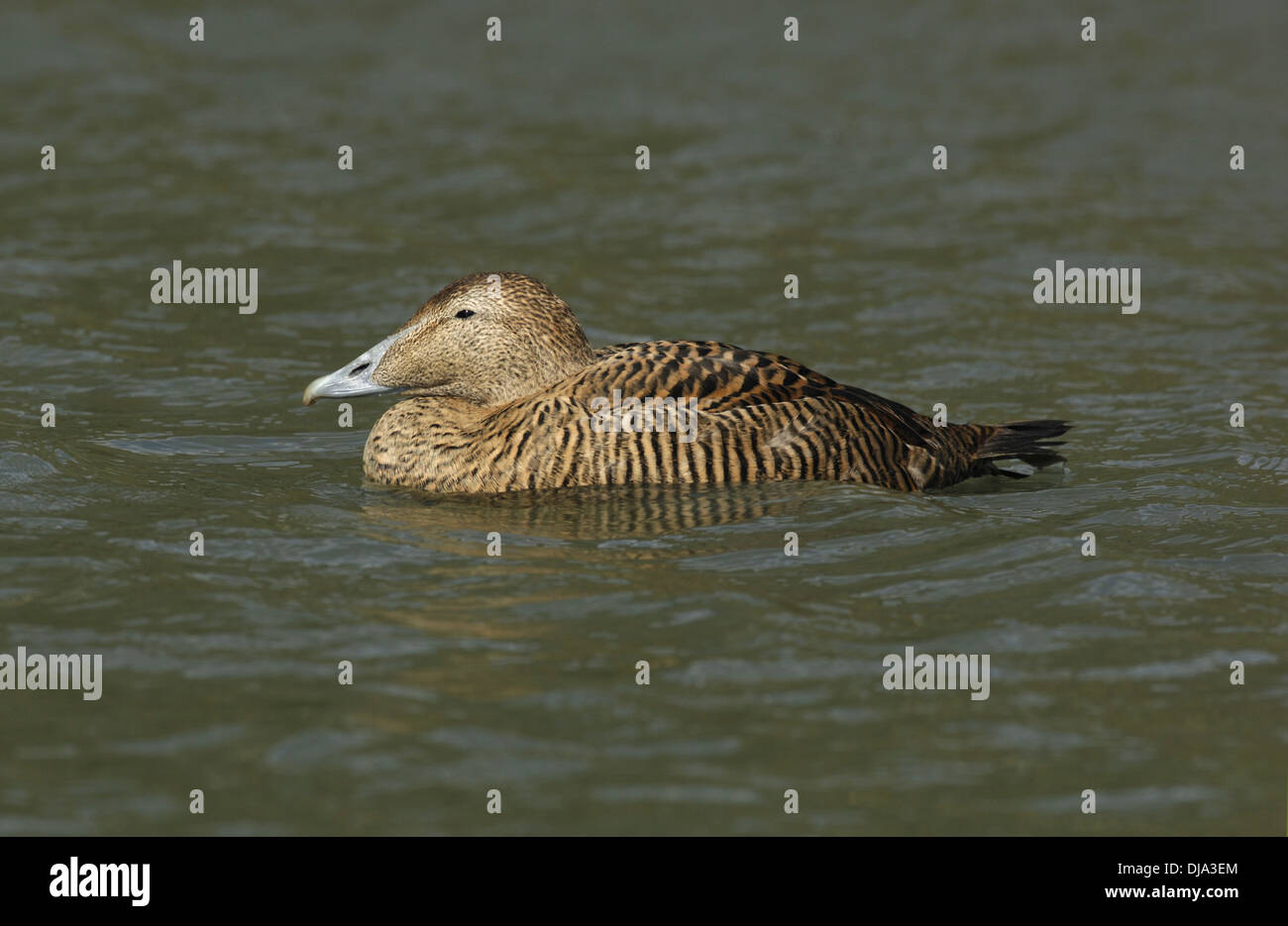 Eider female hi-res stock photography and images - Alamy