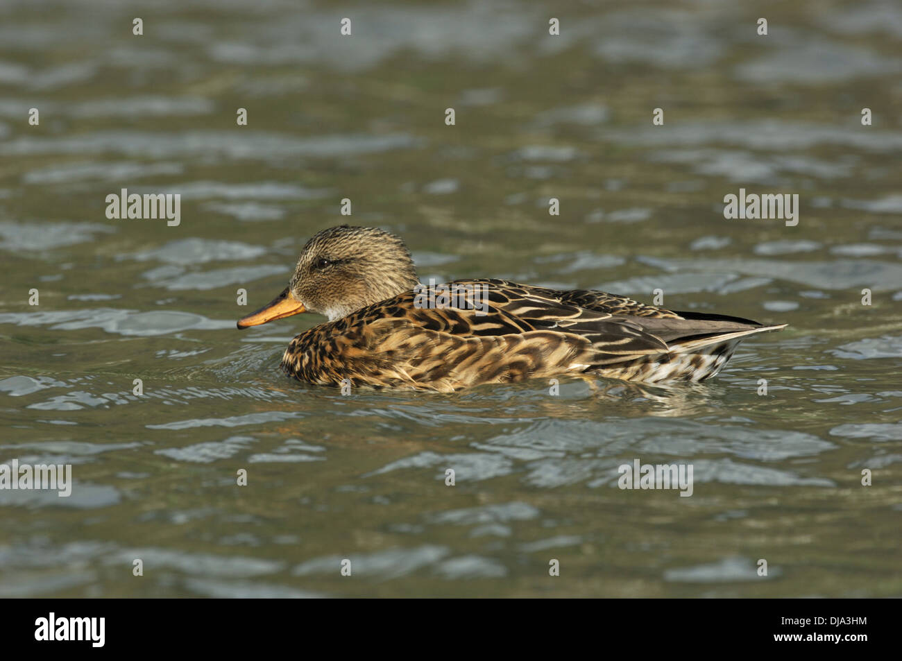Female gadwall hi-res stock photography and images - Alamy