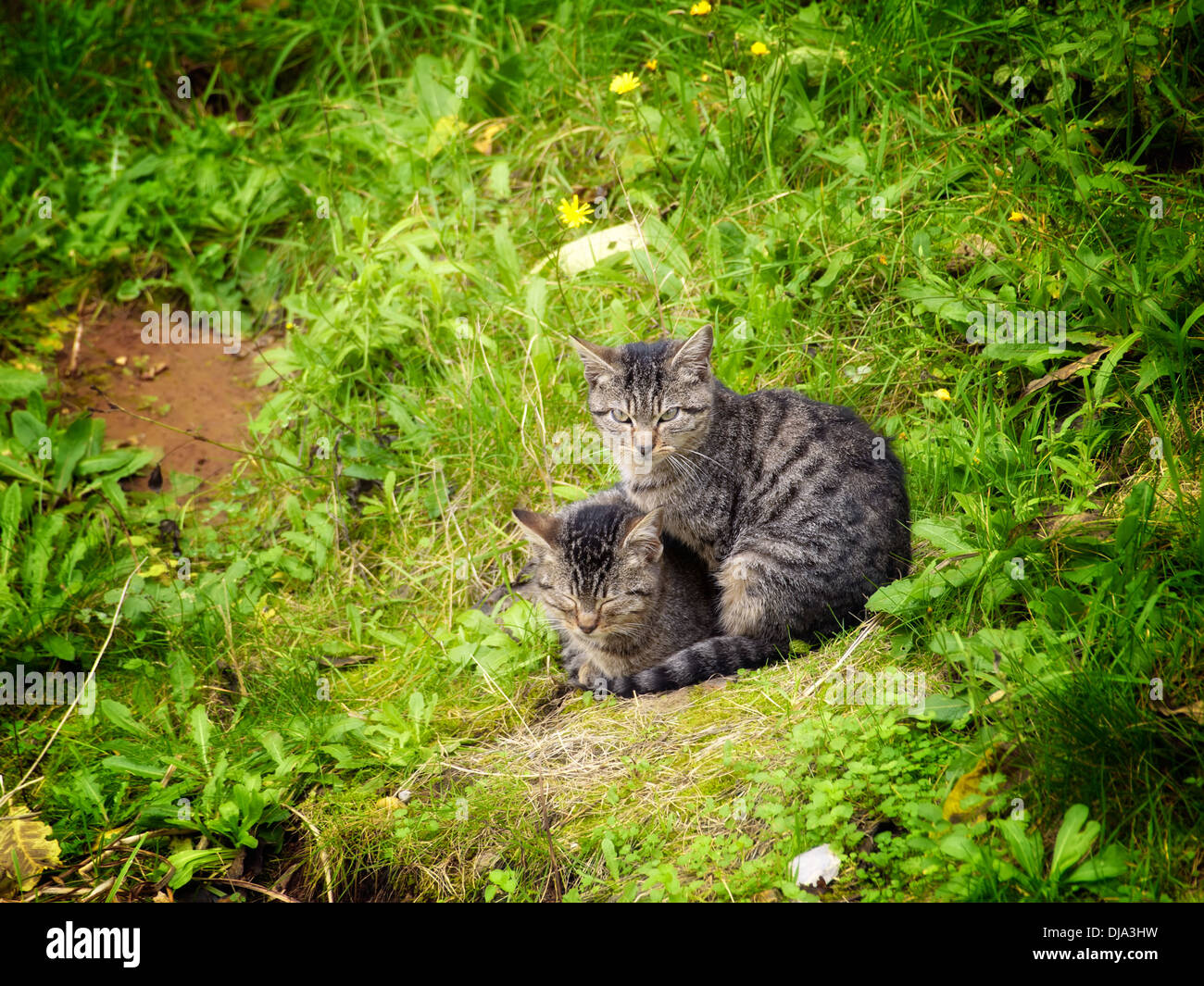Twins in nature hi-res stock photography and images - Alamy