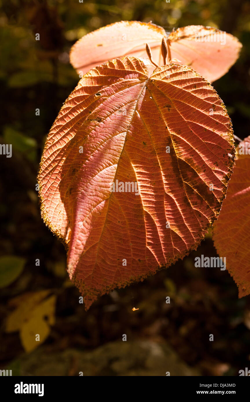 Hobblebiush hi-res stock photography and images - Alamy