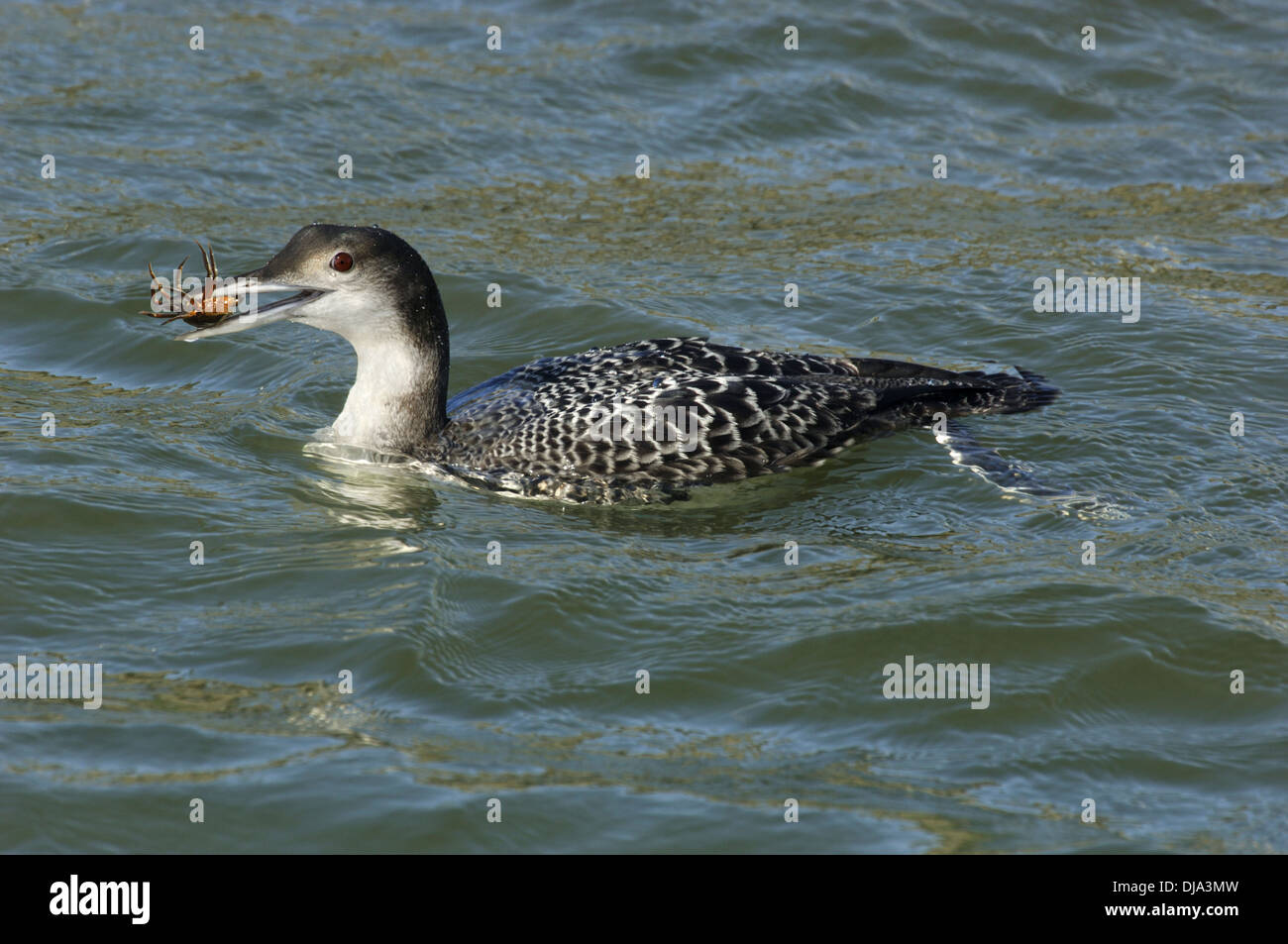 Great Northern Diver Gavia immer Stock Photo - Alamy