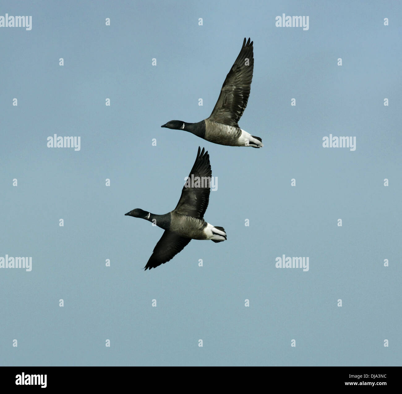 Brent goose flying hi-res stock photography and images - Alamy