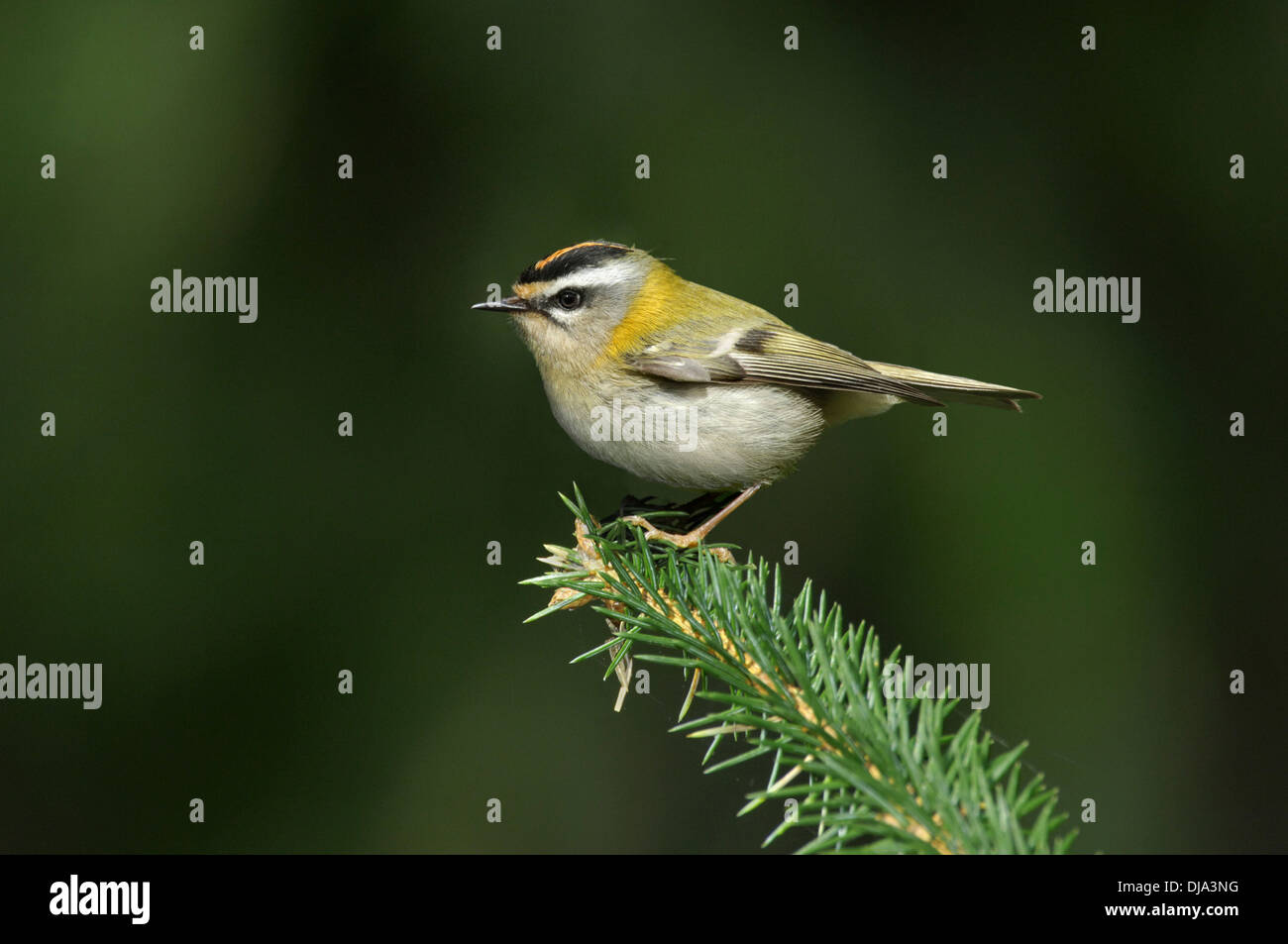 Closeup of firecrest hi-res stock photography and images - Alamy