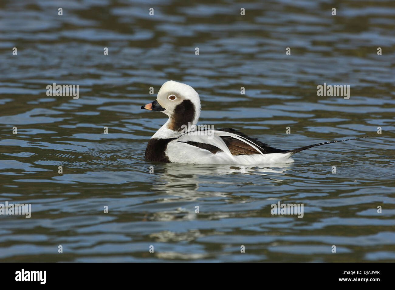 Male Long Tailed Duck High Resolution Stock Photography and Images - Alamy