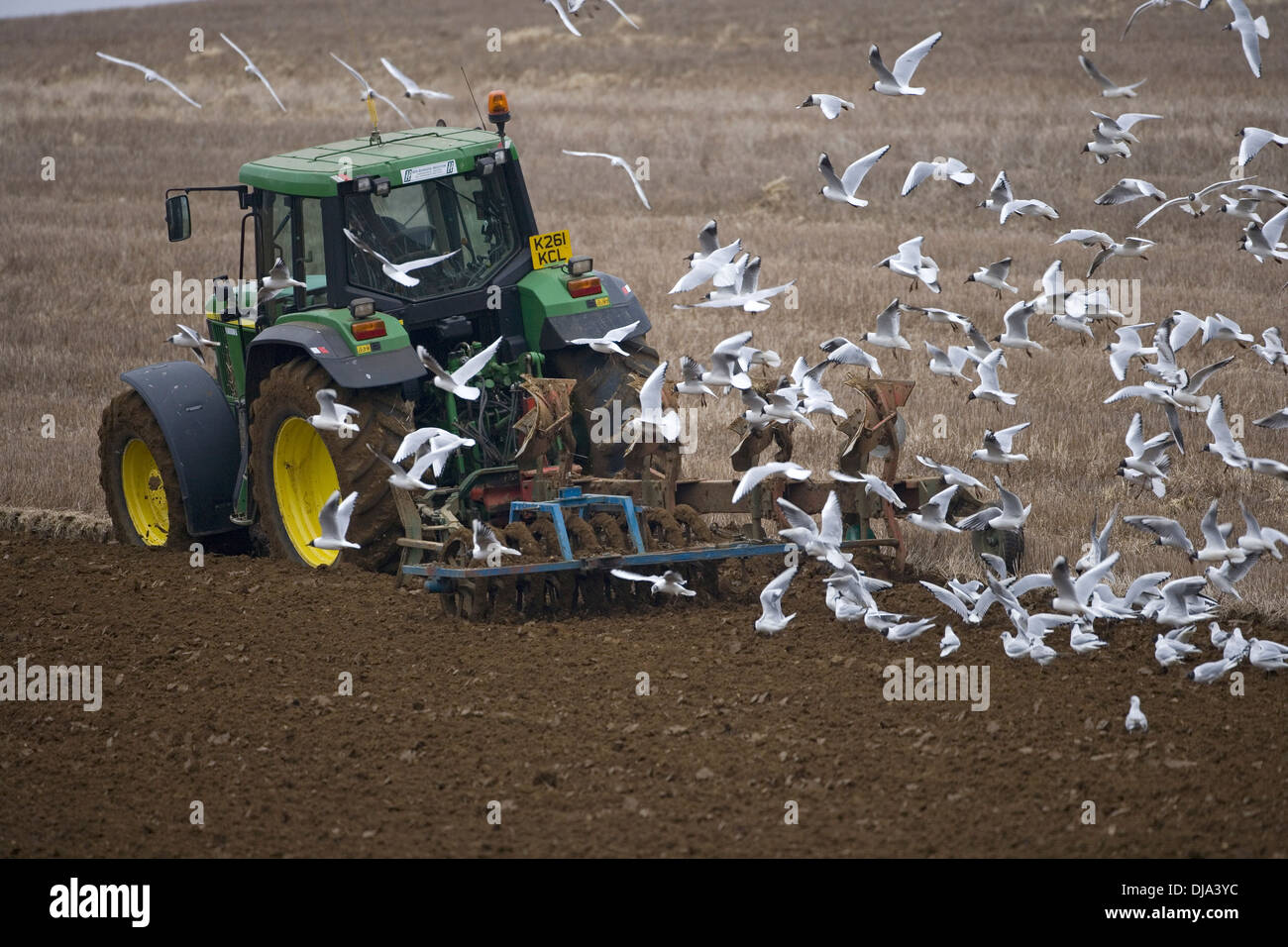 Gulls following ploughing tractor Stock Photo - Alamy