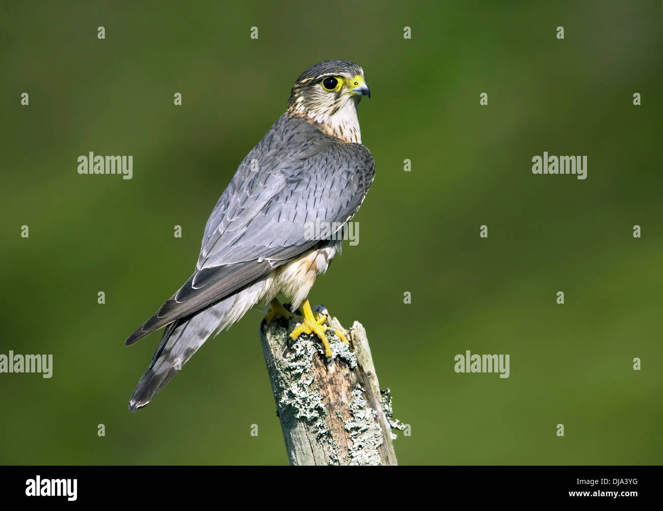 Merlin Falco columbarius Stock Photo - Alamy