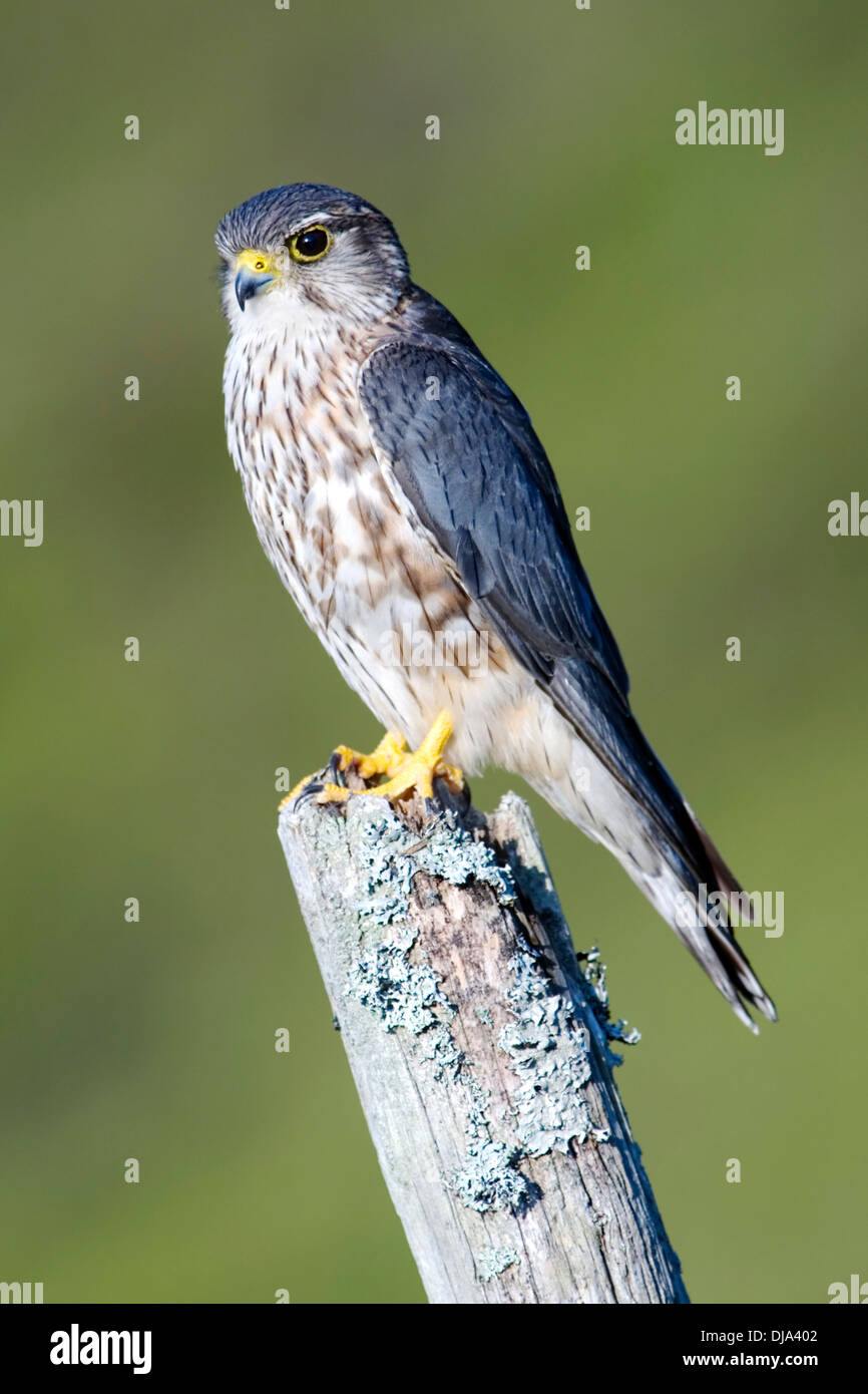 Merlin falco columbarius male perched hi-res stock photography and ...