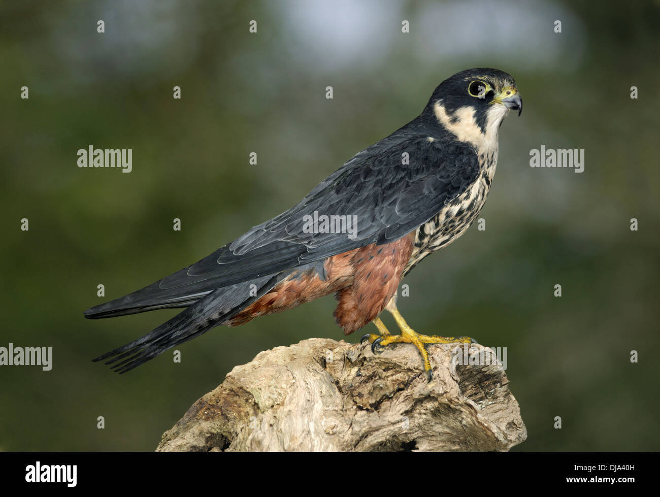 Hobby Falco subbuteo Stock Photo - Alamy