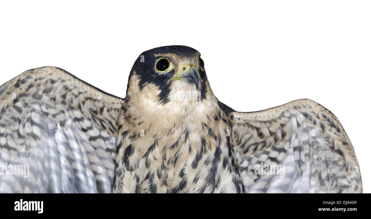 Hobby Falco subbuteo Stock Photo - Alamy