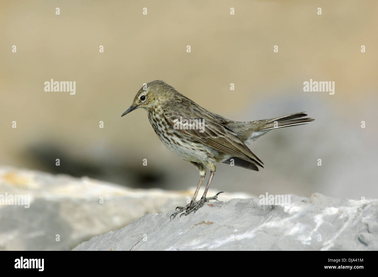 Rock Pipit Anthus petrosus Stock Photo - Alamy