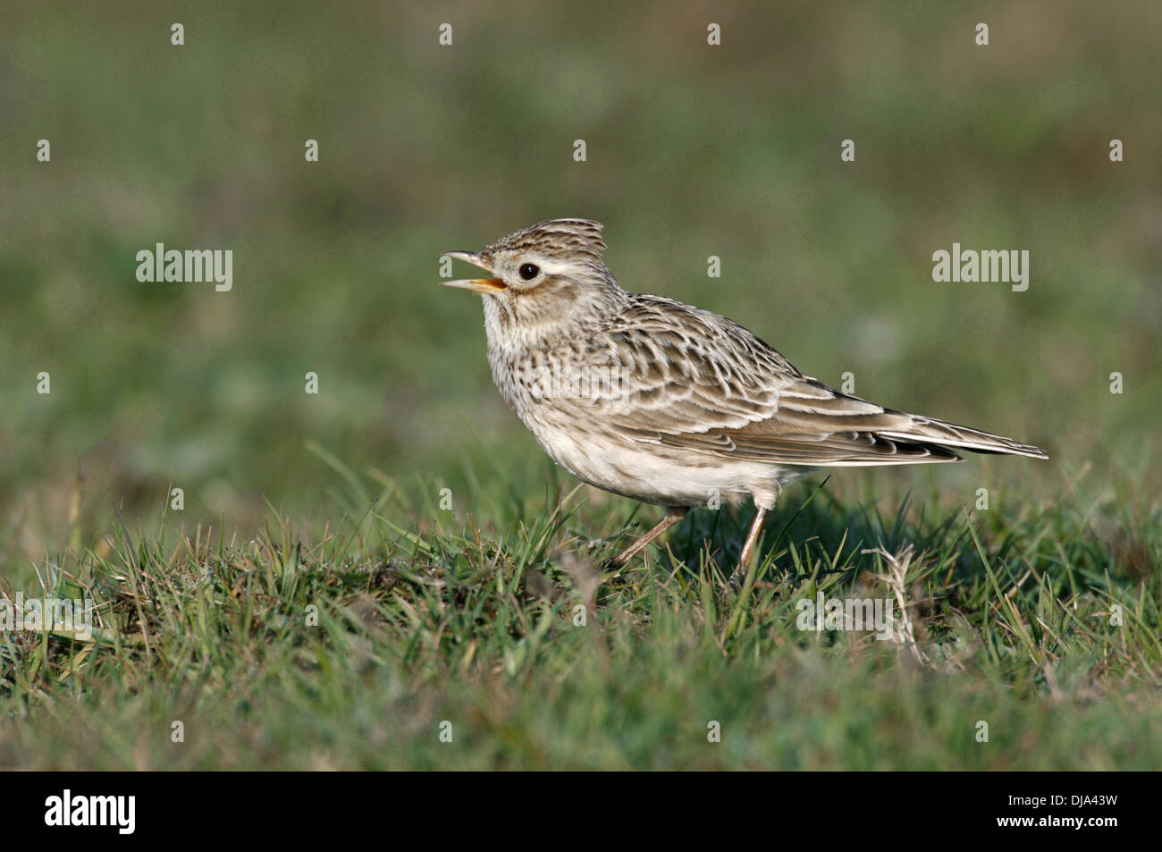 Alauda arvensis hi-res stock photography and images - Alamy