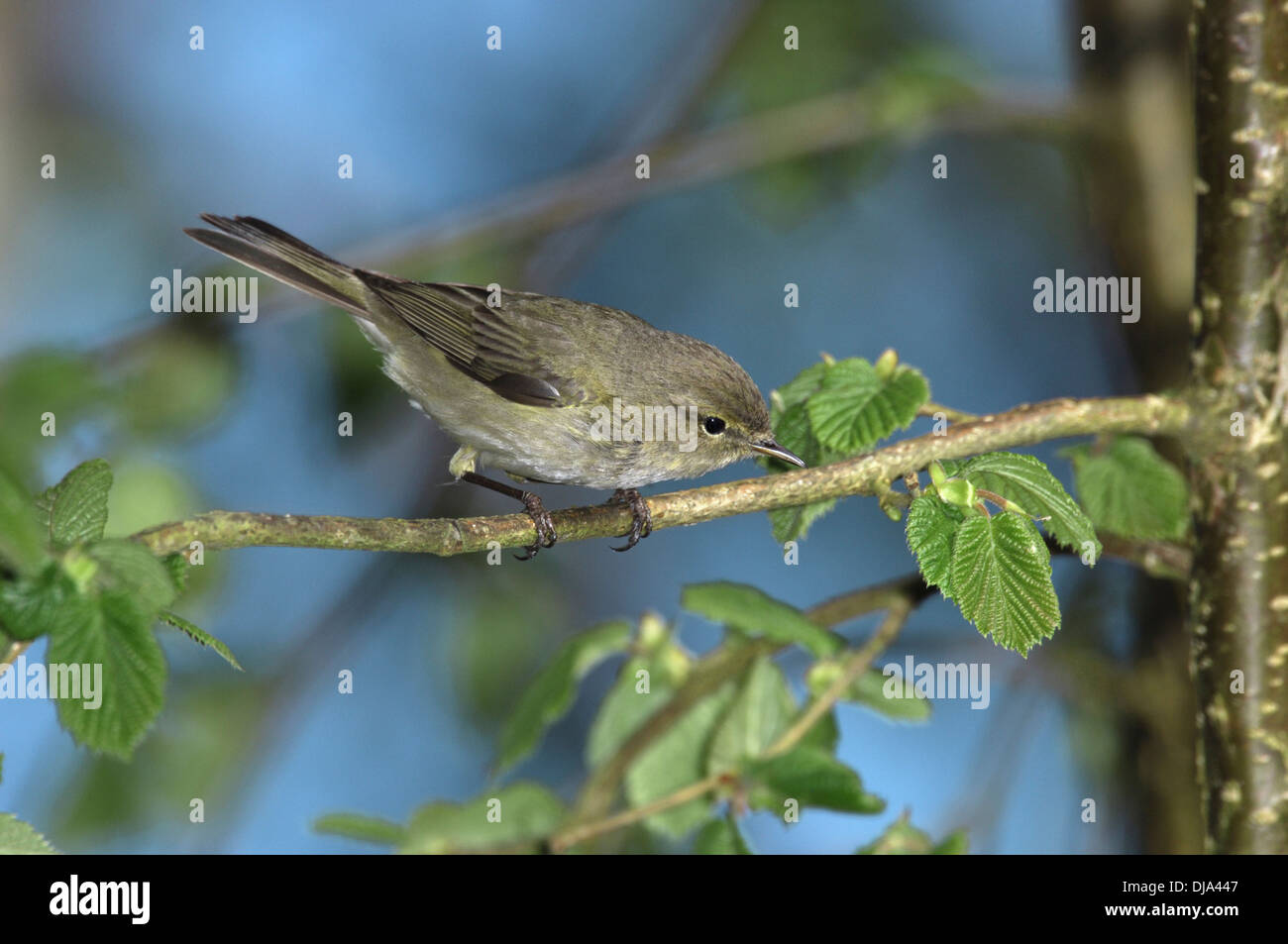 Chiff chaff tree hi-res stock photography and images - Alamy