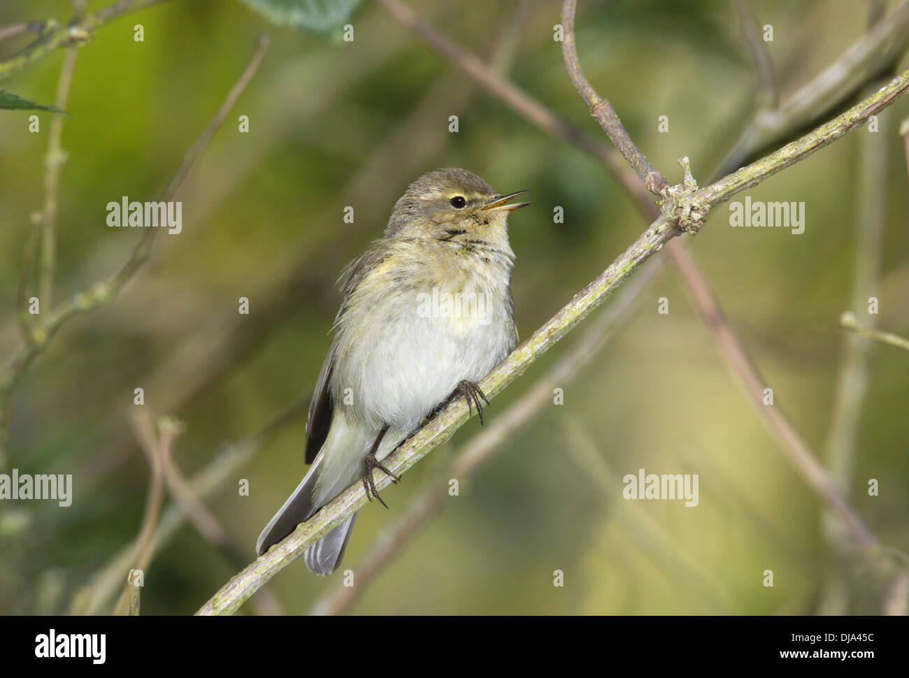 Chiff chaff tree hi-res stock photography and images - Alamy