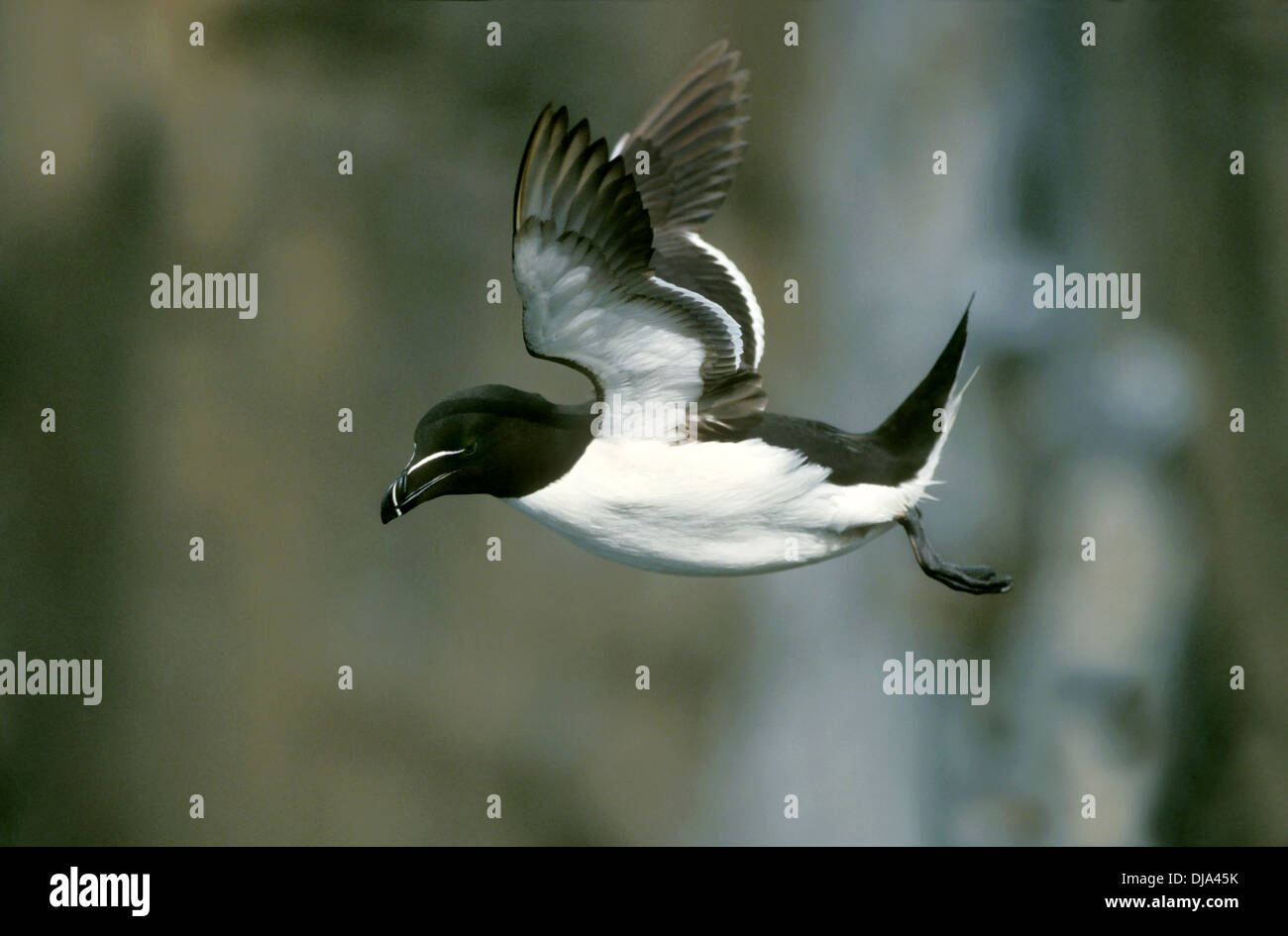 Fly flight razorbill hi-res stock photography and images - Alamy