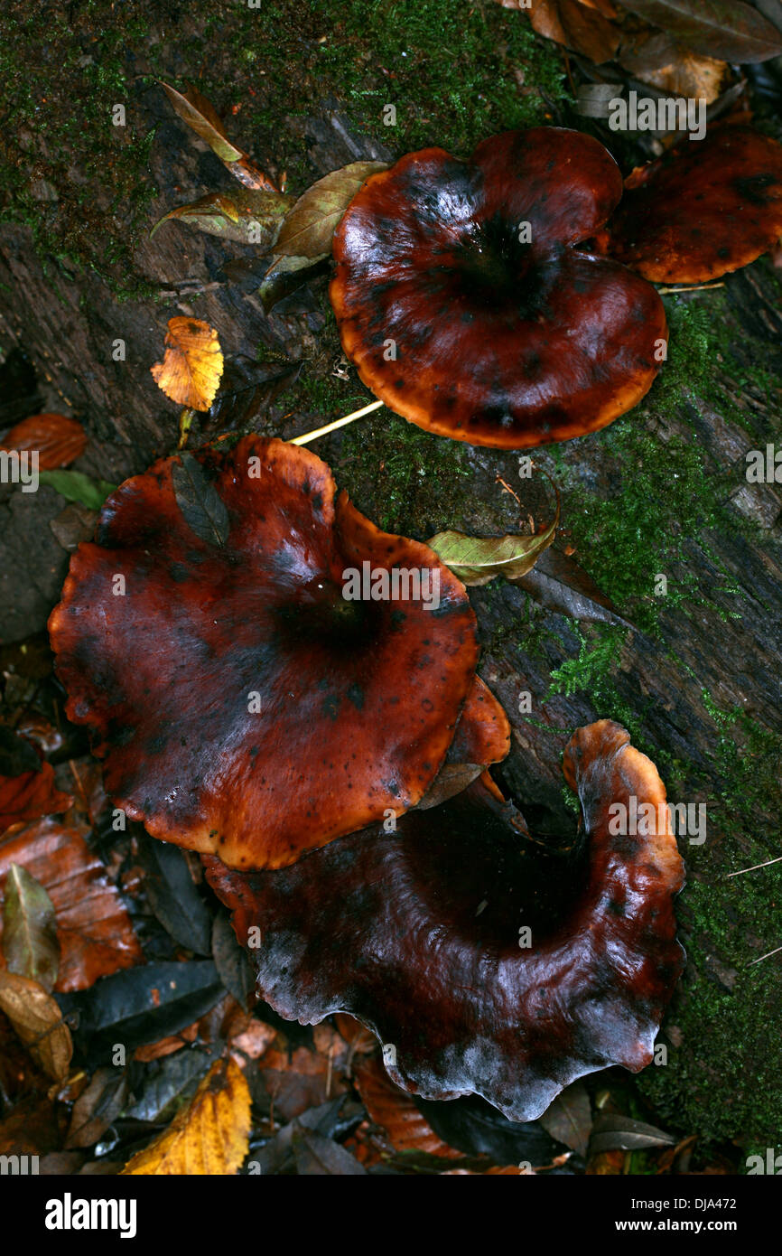 Nigroporus hi-res stock photography and images - Alamy