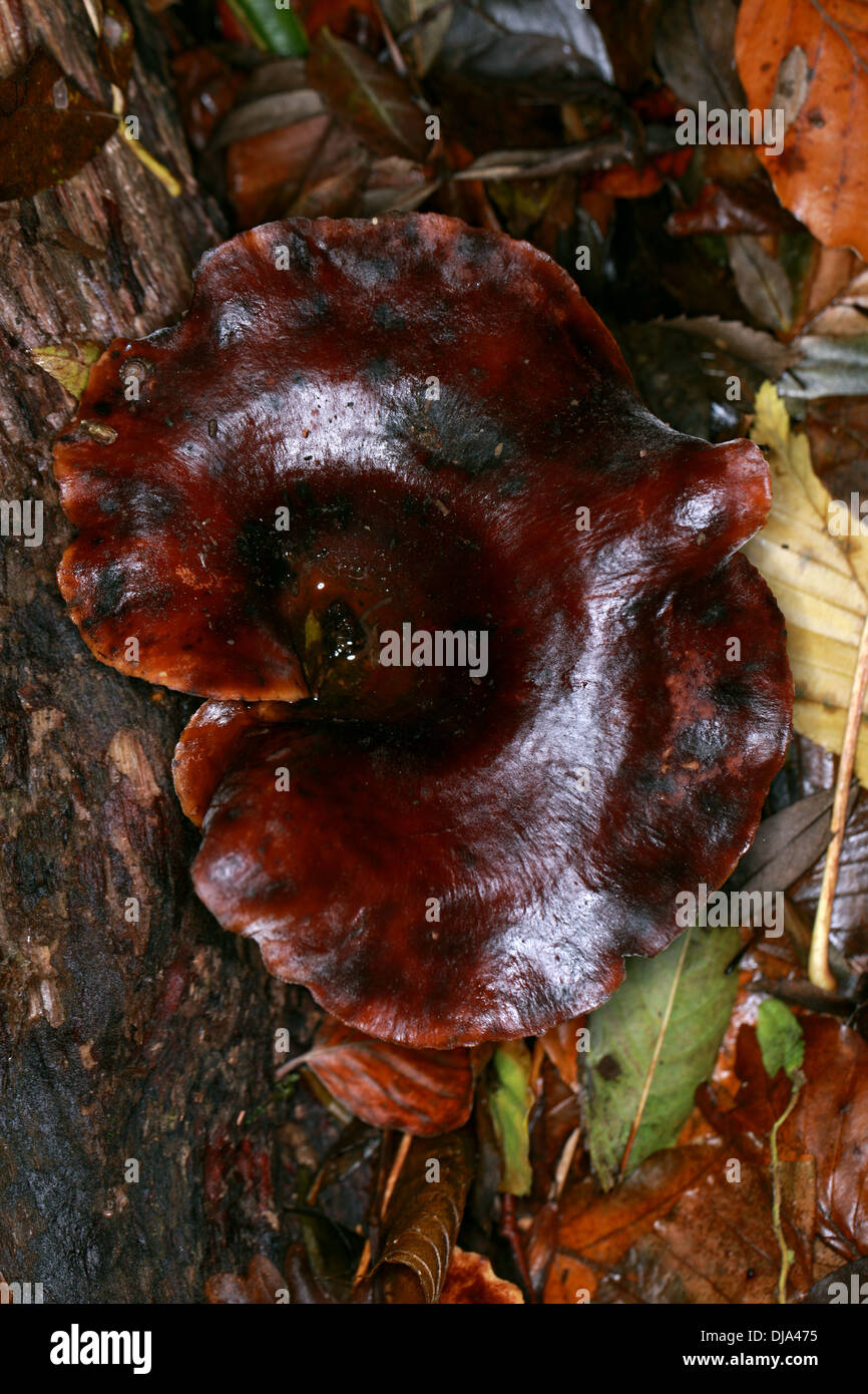 Nigroporus hi-res stock photography and images - Alamy