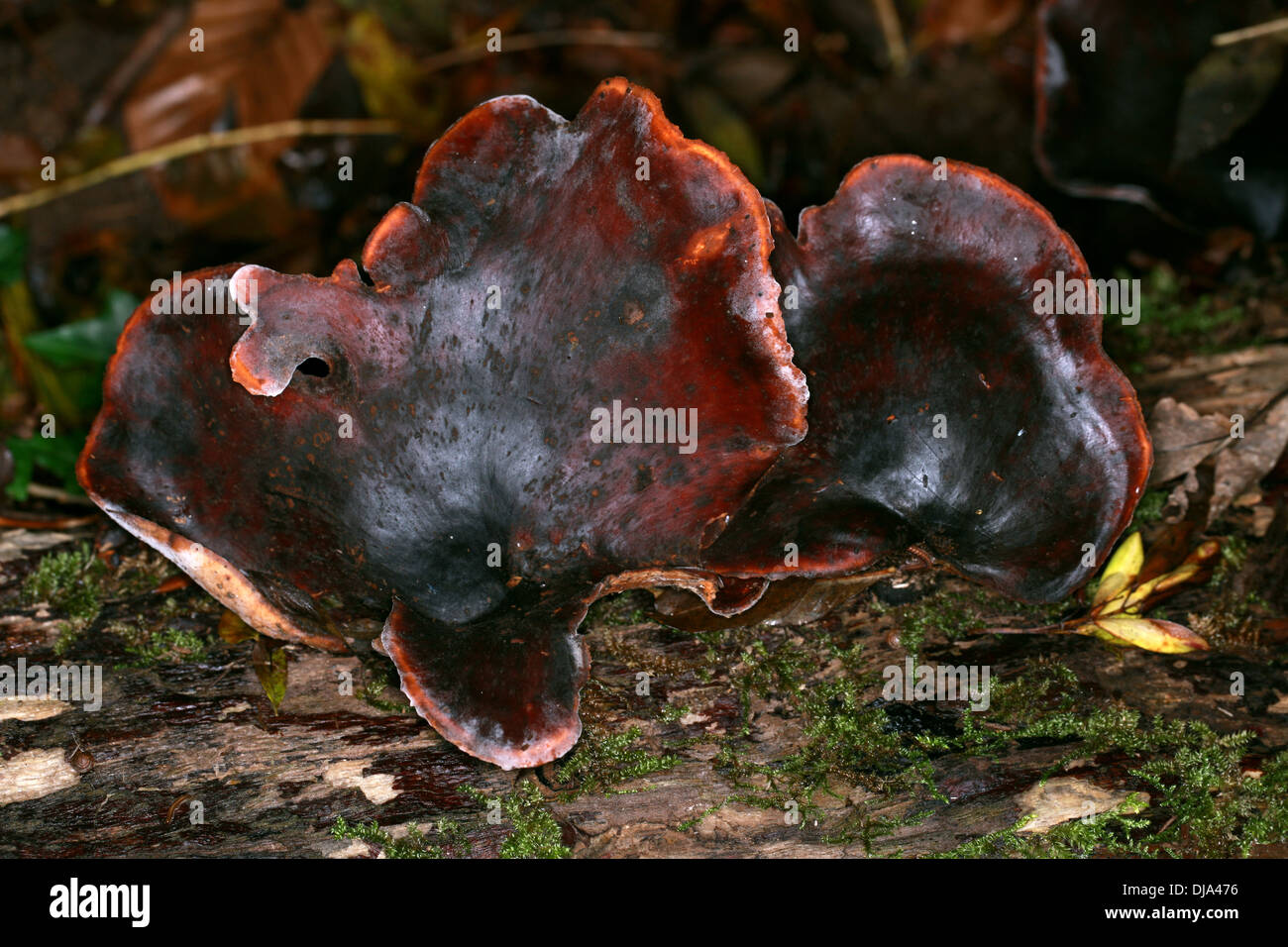 Polyporus badius hi-res stock photography and images - Alamy