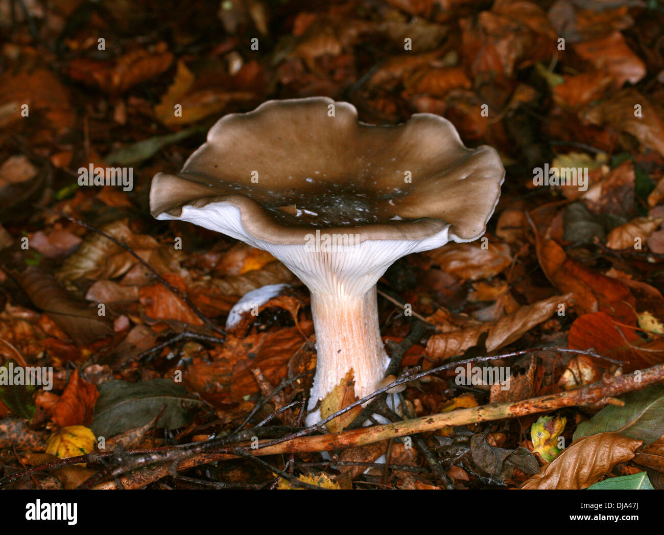 Club Foot or Club-footed Clitocybe, Ampulloclitocybe clavipes ...