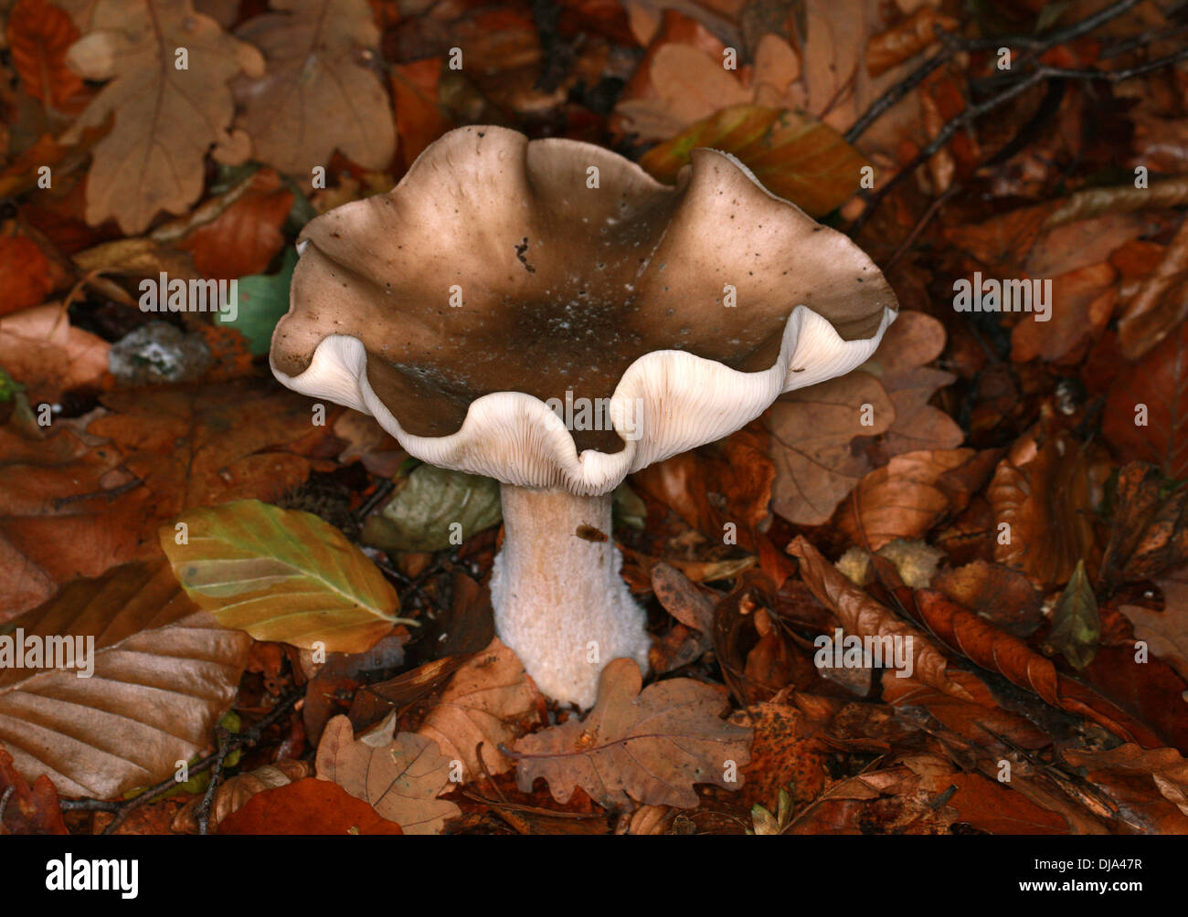 Club Foot or Club-footed Clitocybe, Ampulloclitocybe clavipes ...