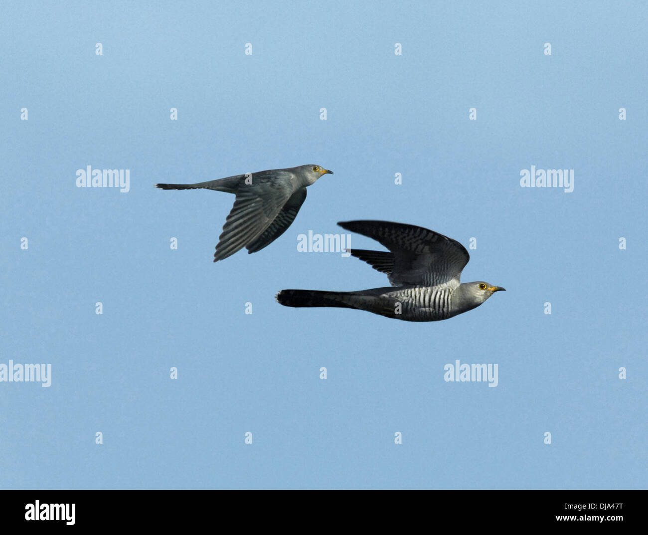 Cuckoo Flying High Resolution Stock Photography and Images - Alamy