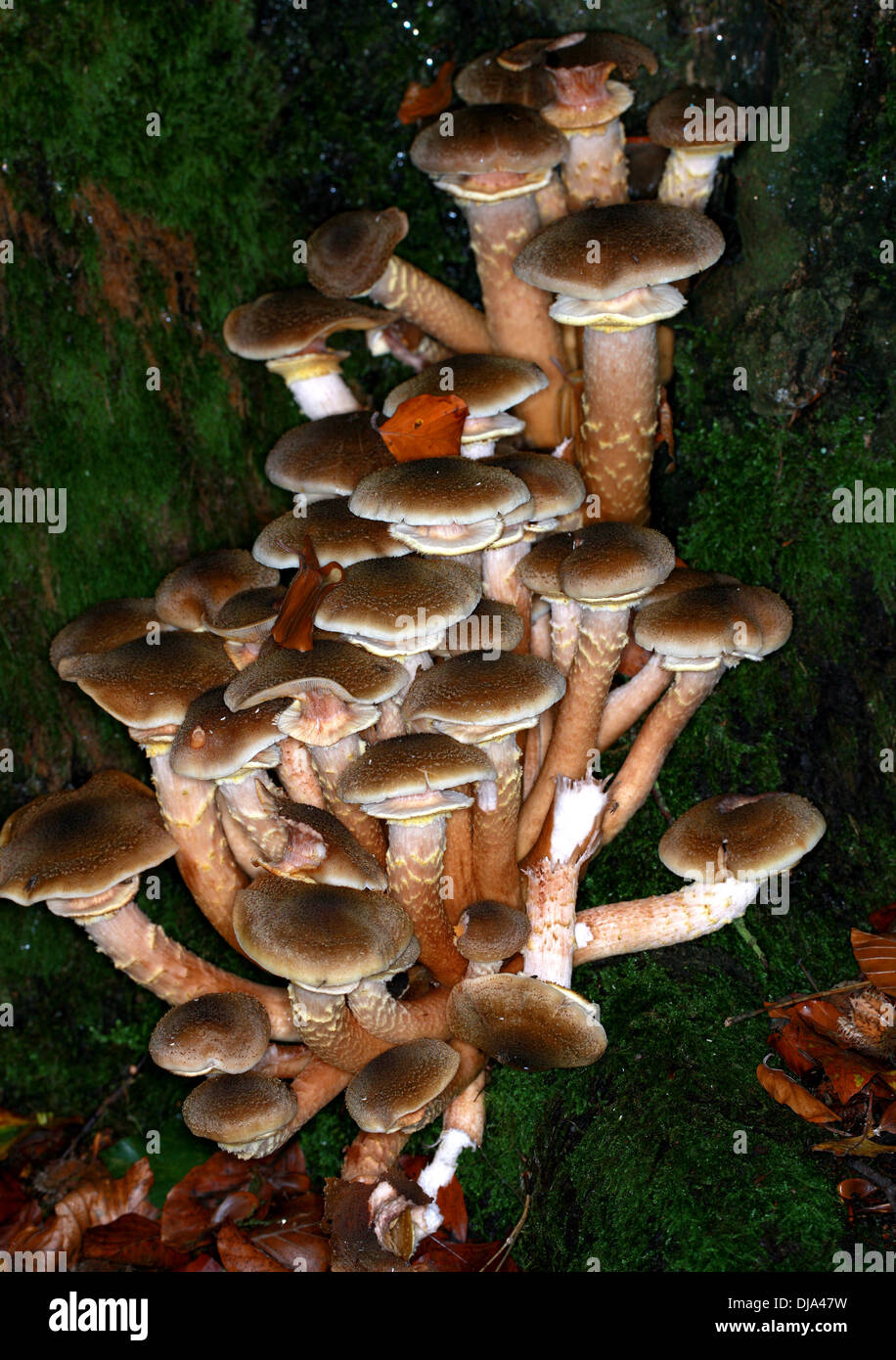 Dark Honey Fungus, Armillaria solidipes, Physalacriaceae. (Armillaria ...