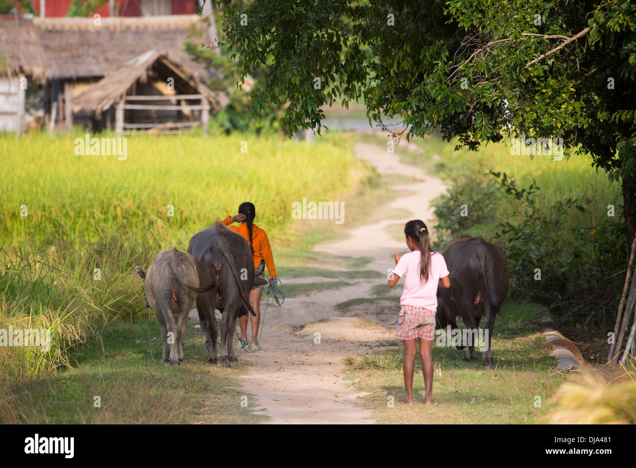 Don Det an island in the Mekong River, 4000 Islands in Southern Laos ...