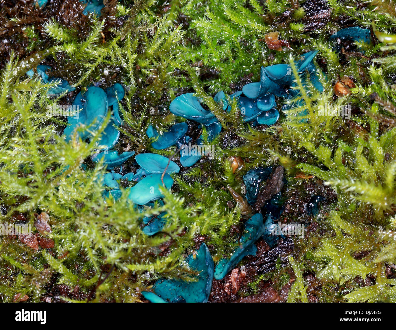 Green Elfcup, Chlorociboria aeruginascens, Helotiaceae. Syn ...