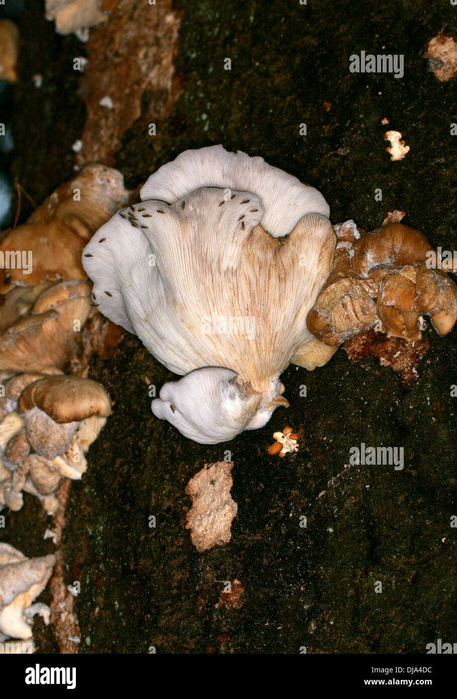 Gnats hi-res stock photography and images - Alamy