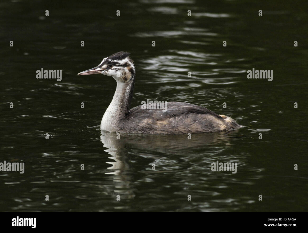 Great Crested Grebe Podiceps cristatus Stock Photo - Alamy