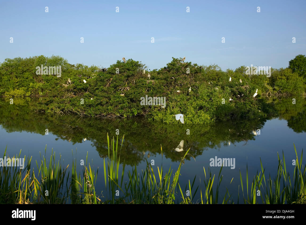 Birds rookery hi-res stock photography and images - Alamy