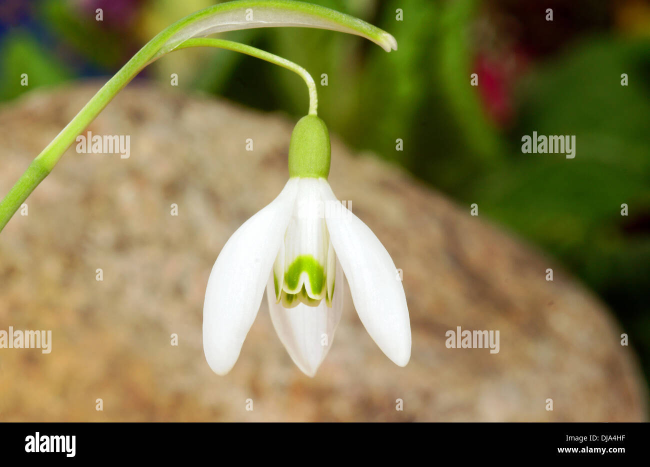 white common snowdrop flower in spring Stock Photo - Alamy