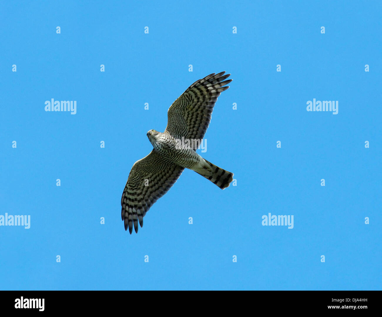 Sparrowhawk in flight hi-res stock photography and images - Alamy
