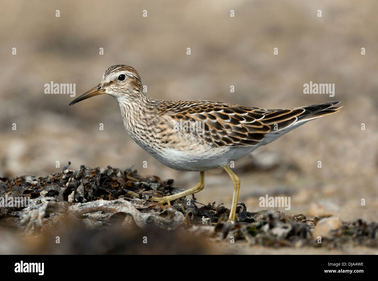 Pectoral sandpiper juvenile hi-res stock photography and images - Alamy