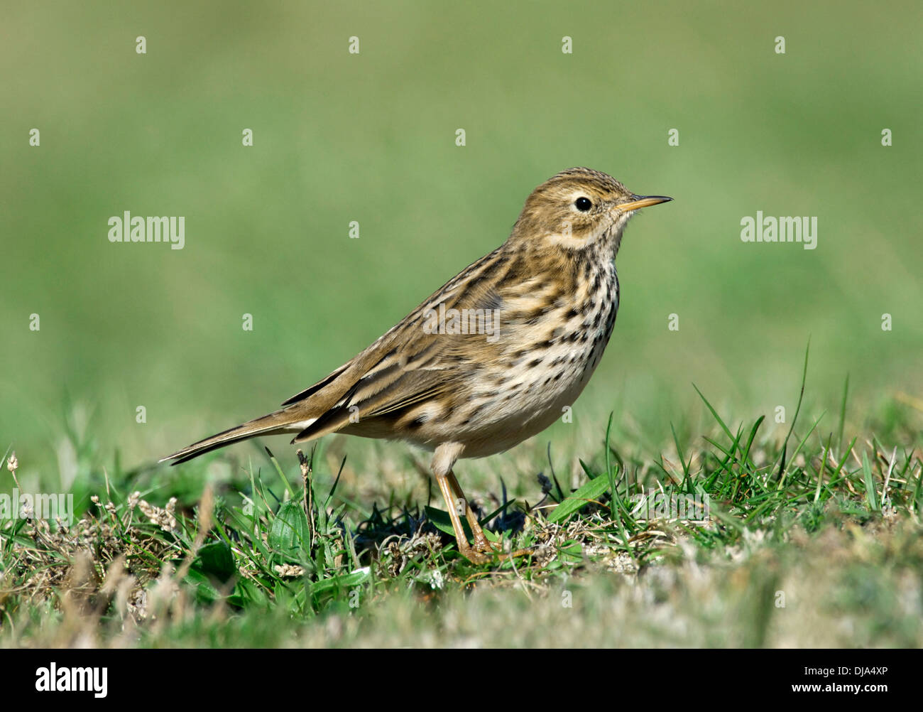 British meadow pipit hi-res stock photography and images - Alamy