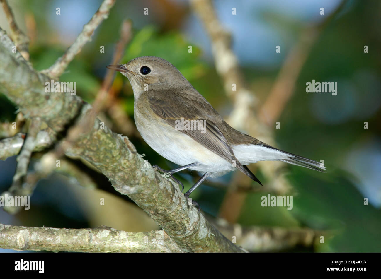 Red-breasted Flycatcher Ficedula parva Stock Photo - Alamy