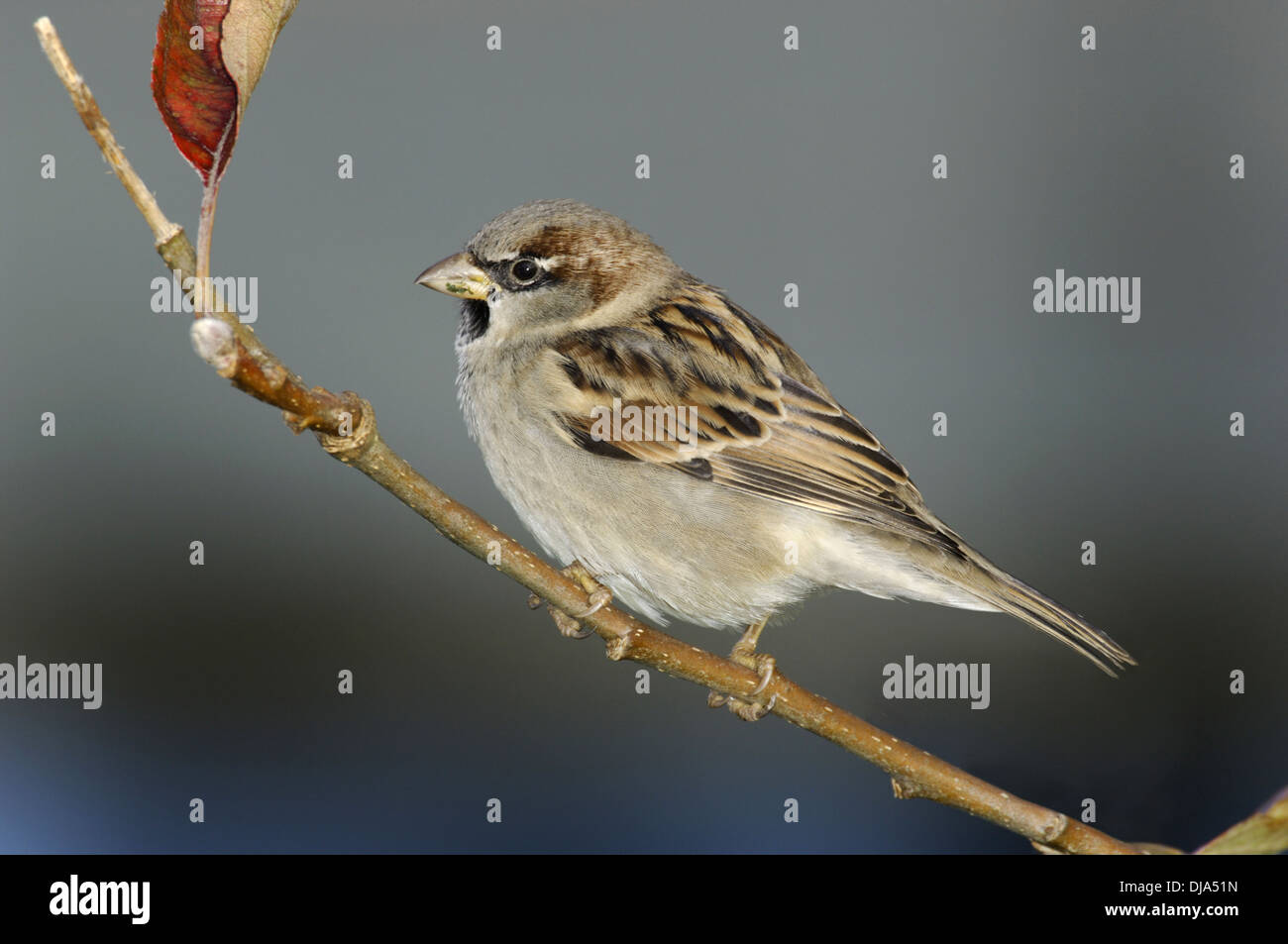 House Sparrow Passer domesticus Stock Photo - Alamy