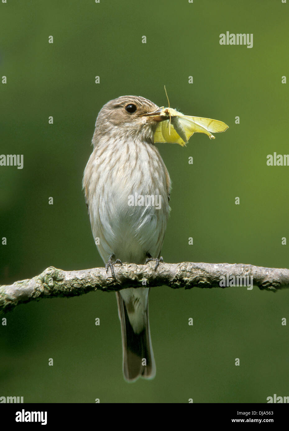 Muscicapa striata insect beak hi-res stock photography and images - Alamy