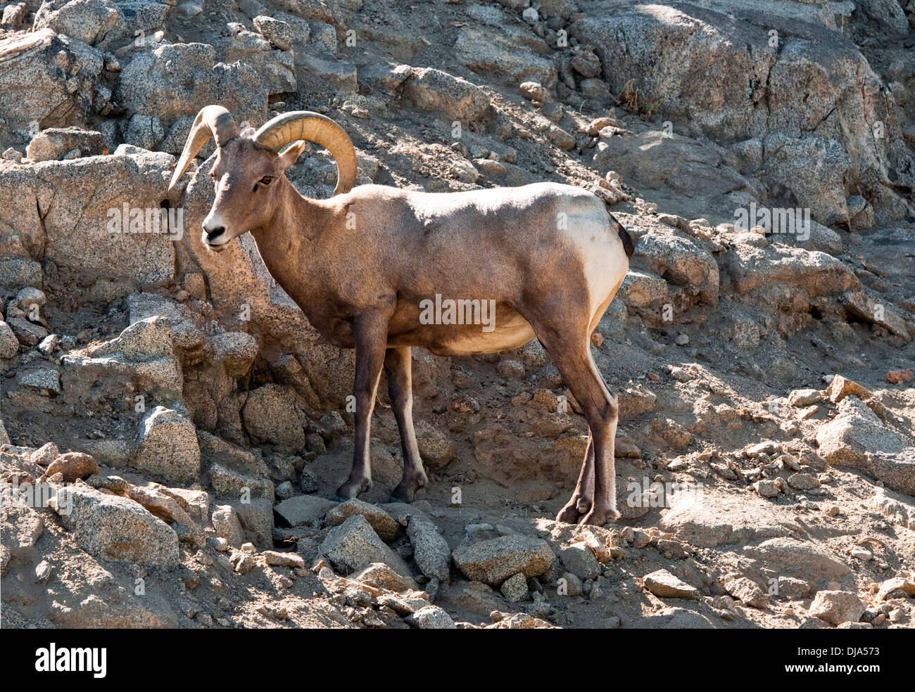 Sheep and goat hi-res stock photography and images - Alamy