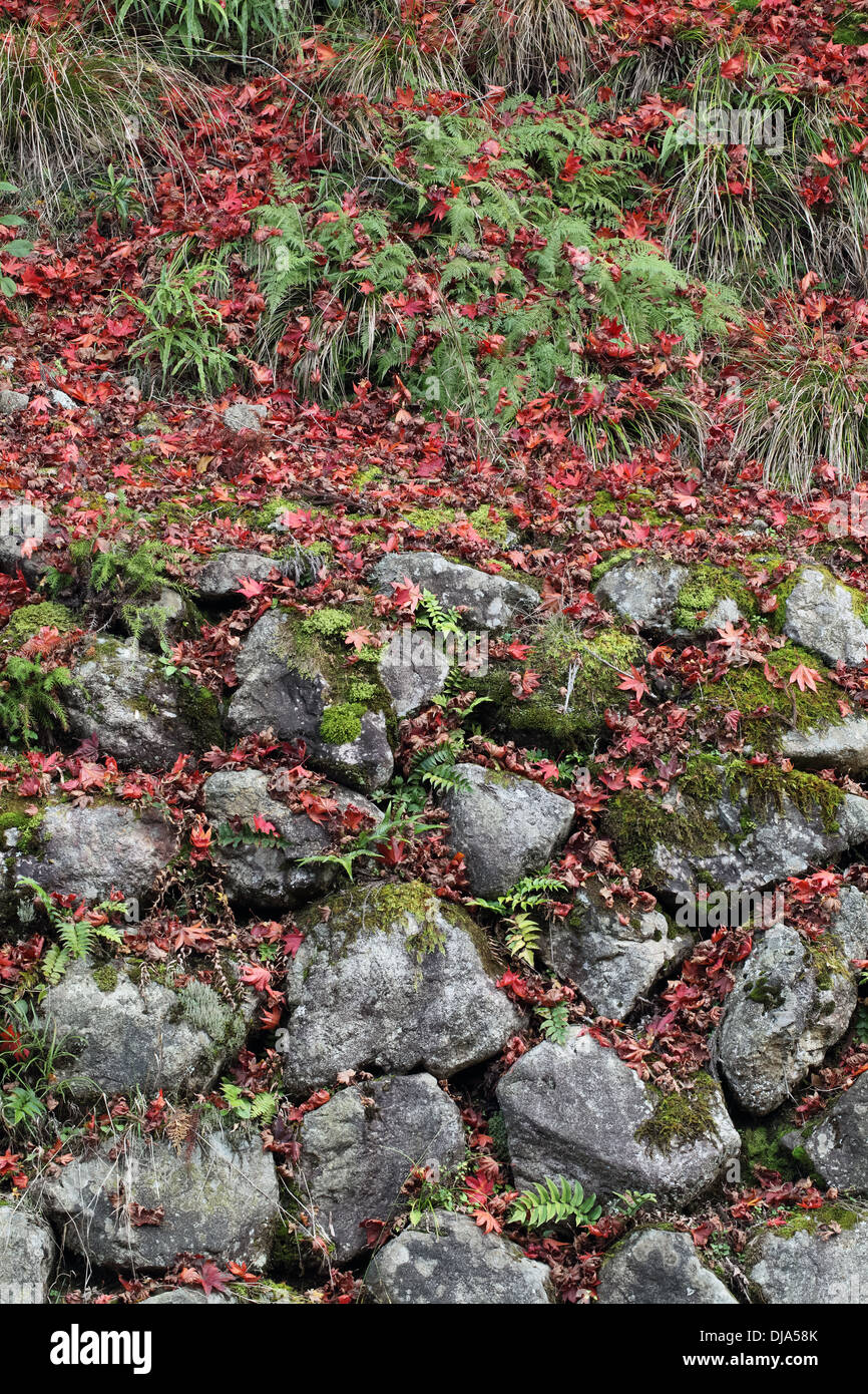 Fallen japanese maple leaves hi-res stock photography and images - Alamy