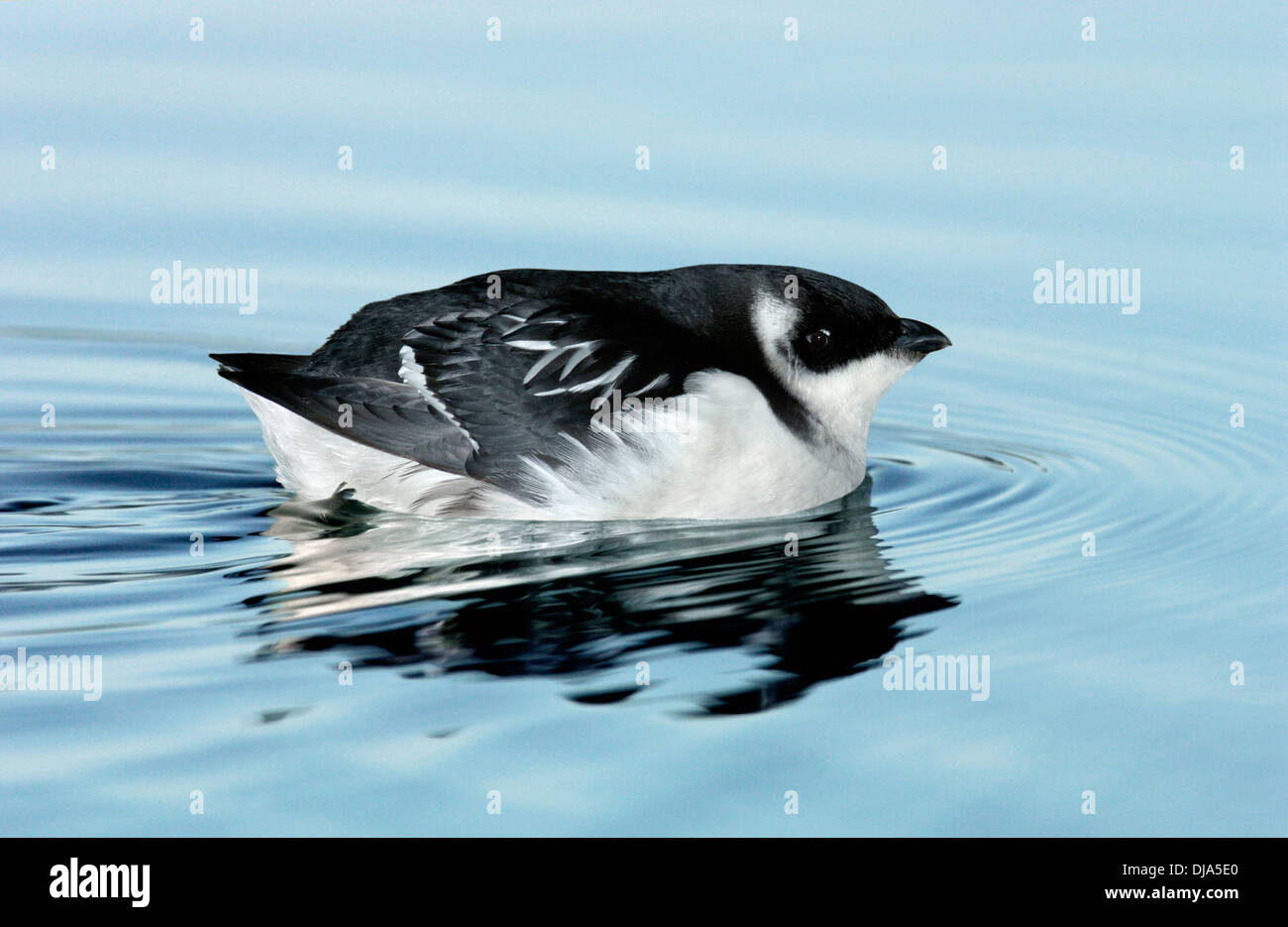 Alle' hi-res stock photography and images - Alamy