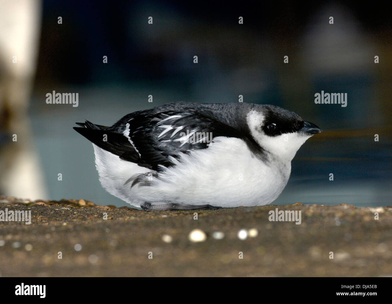 Little auk winter hi-res stock photography and images - Alamy