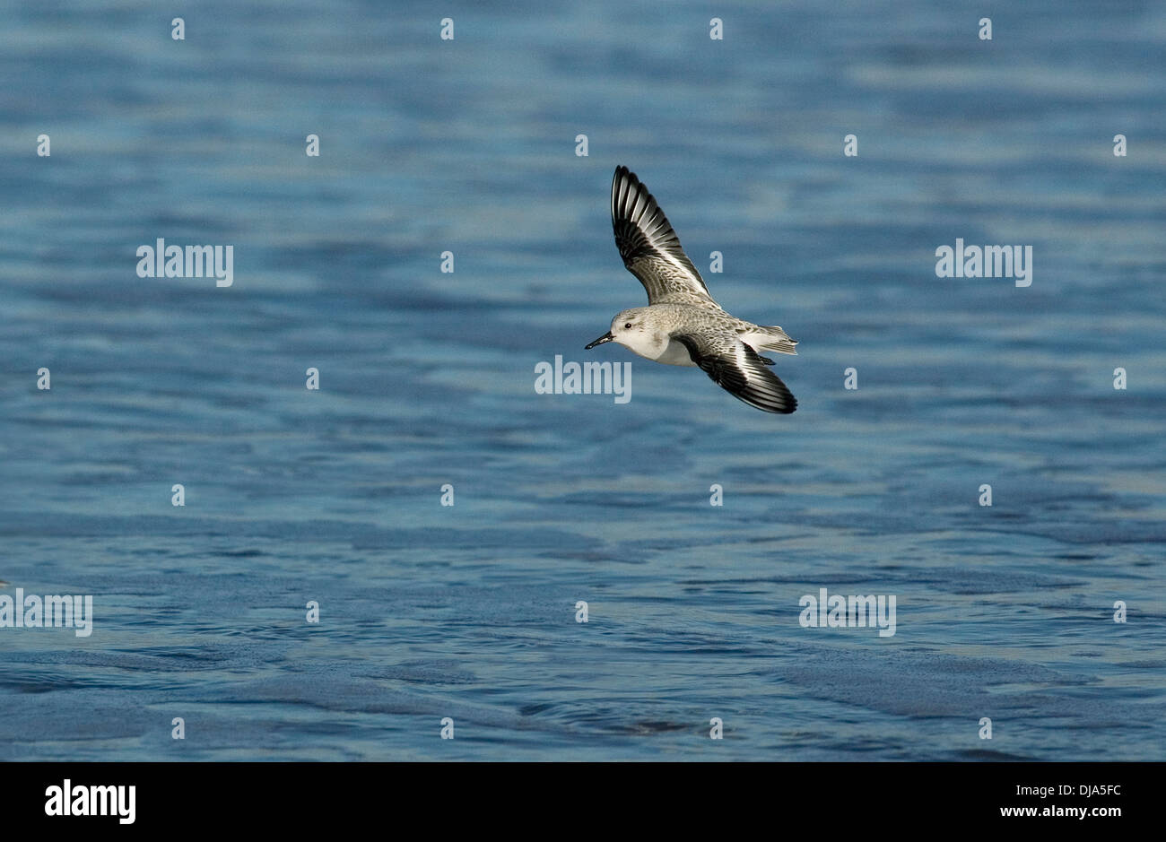 Sanderling flight hi-res stock photography and images - Alamy